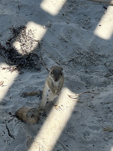 Observations by naturalist88303 · iNaturalist