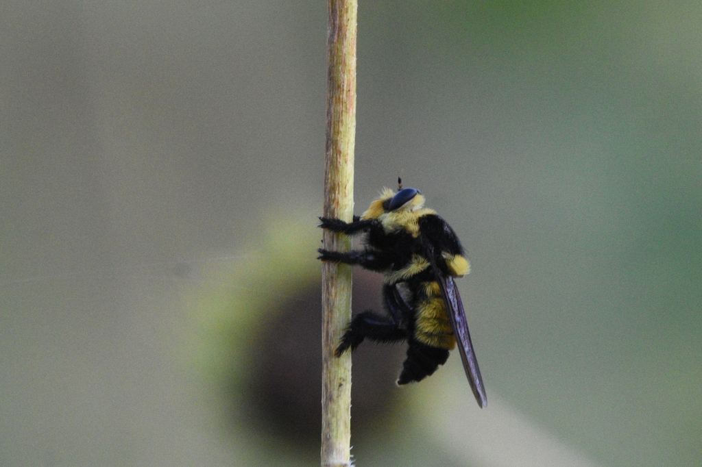 Southern Bee-Killer from Joshua, TX 76058, USA on July 13, 2023 at 07: ...