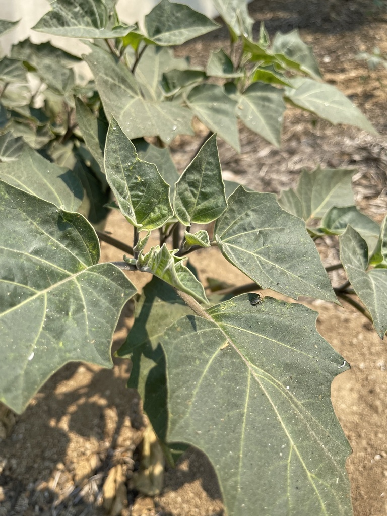 Sacred Datura from Ford St, Redlands, CA, US on July 15, 2023 at 02:46 ...