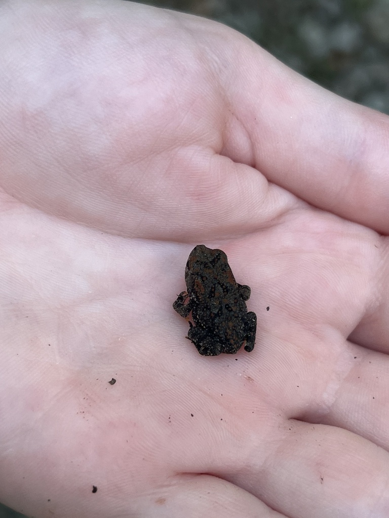 North American Toads from DeGray Lake Resort State Park, Bismarck, AR ...