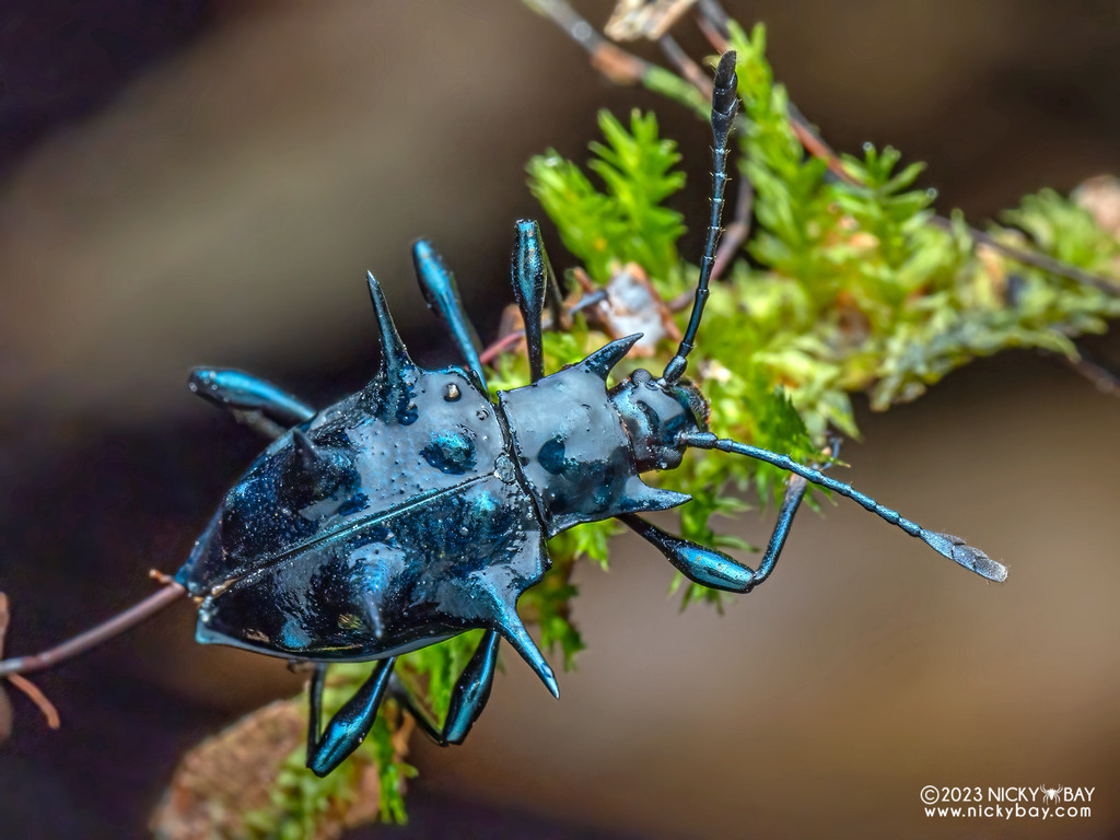 Cacodaemon from Jln Mulu, Sarawak, Malaysia on July 6, 2023 at 09:17 PM ...