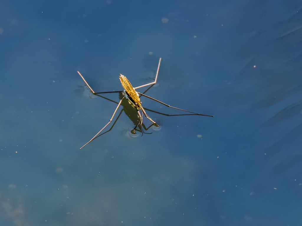 Common Water Strider from Capital, BC, Canada on July 14, 2023 at 09:25 ...