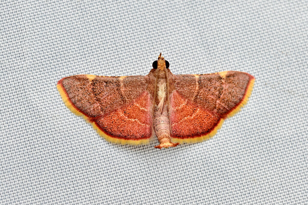 Hypsopygia pelasgalis from 中国浙江省杭州市临安区浙西大峡谷 on June 22, 2023 at 10:26 ...