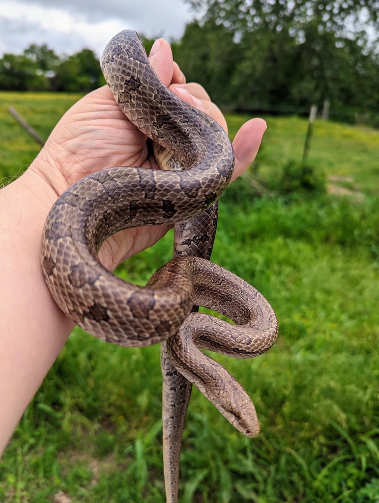 Prairie Kingsnake from Lusk Dr, Neosho, MO, US on May 17, 2023 at 11:43 ...