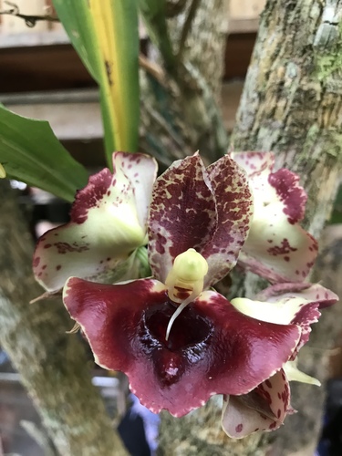 Catasetum expansum · iNaturalist