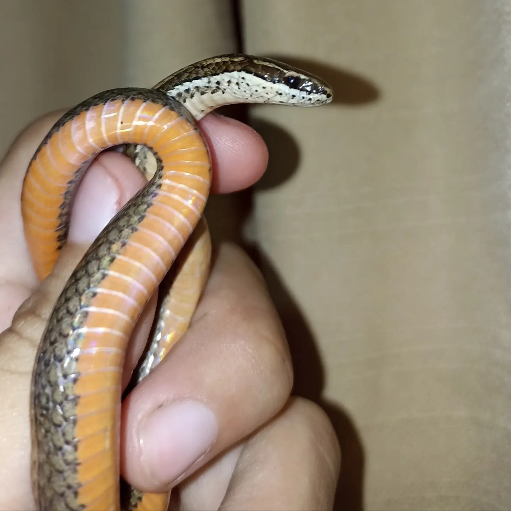 Black-striped Snake from Centro on July 15, 2023 by Lucy Gerónimo ...