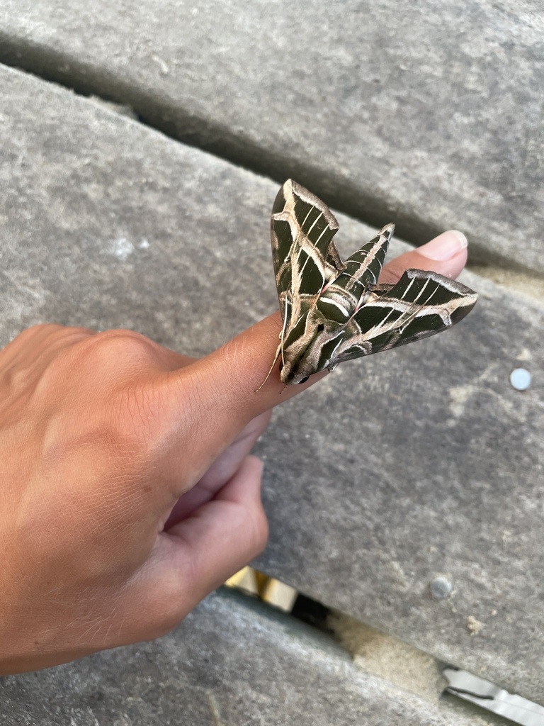 Vine Sphinx from Padre Island National Seashore, TX, US on June 24 ...