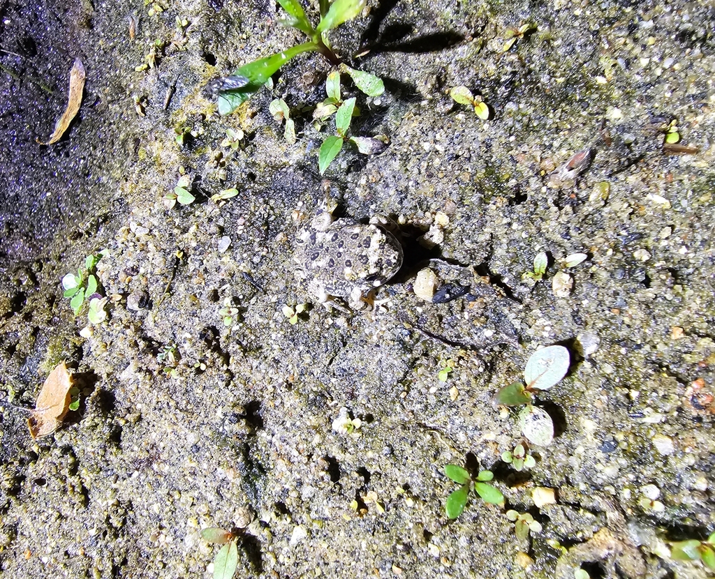 Arroyo Toad in July 2023 by John Measey · iNaturalist