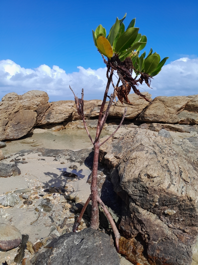 spotted mangrove from North Keppel Island on July 15, 2023 at 10:57 AM ...