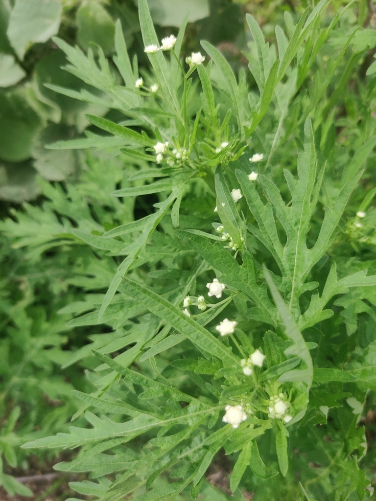 Santa Maria feverfew from 6872+93G, Saunshi, Karnataka 581117, India on ...