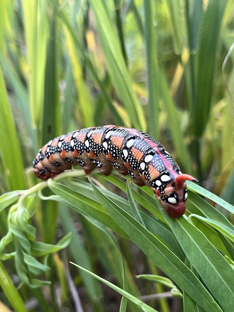 Leafy Spurge Hawkmoth from Helena-Lewis and Clark National Forest ...