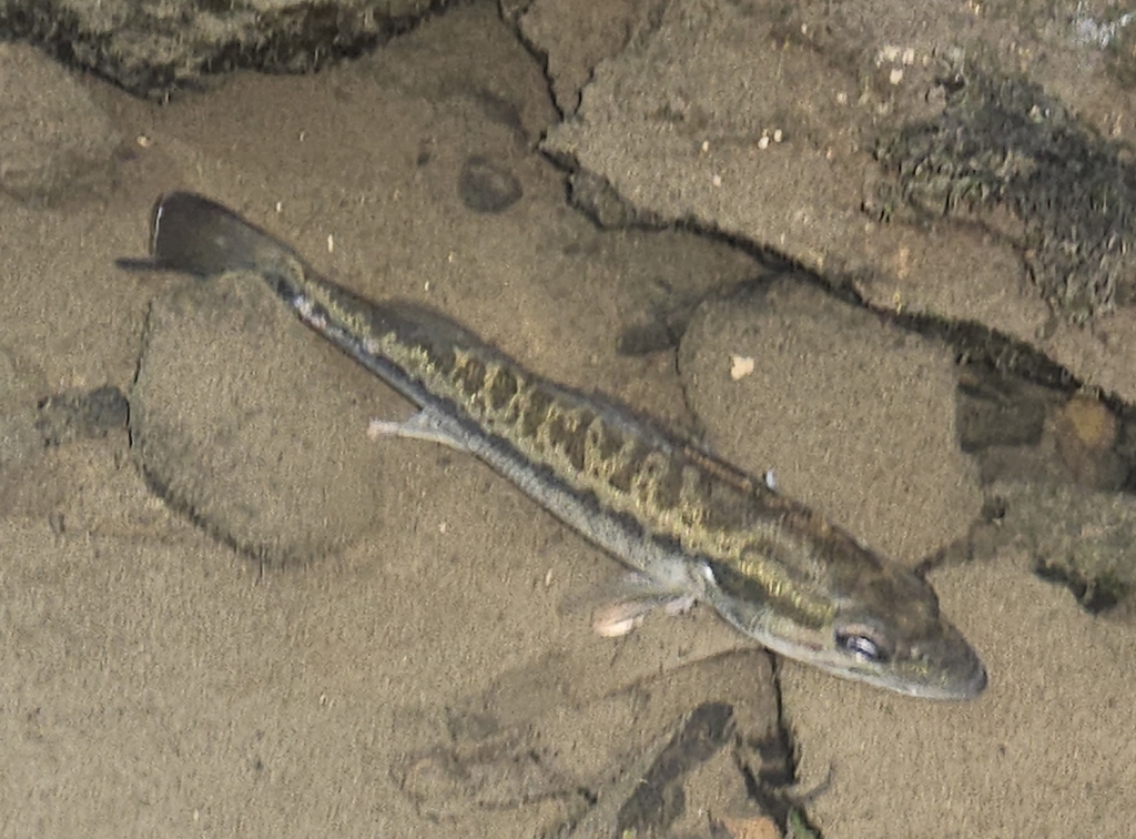 Spotted Bass from Belknap Precinct, IL, USA on July 15, 2023 at 09:50 ...