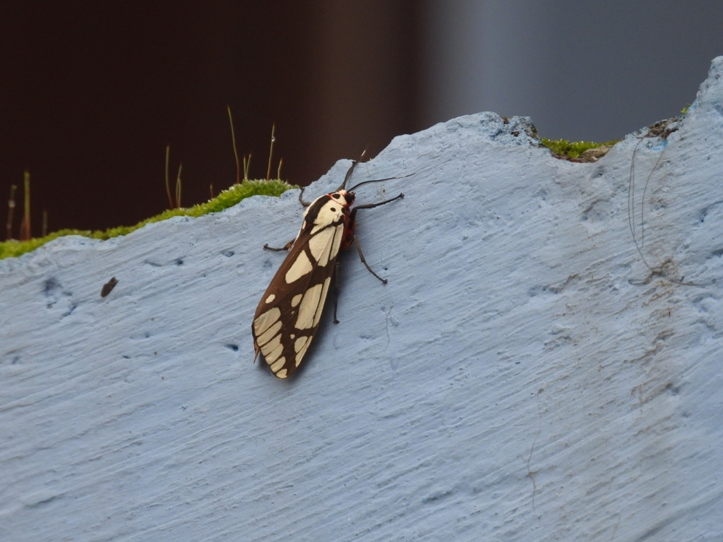 milky tiger moth from Munsyari on July 16, 2023 at 07:50 AM by Babloo ...