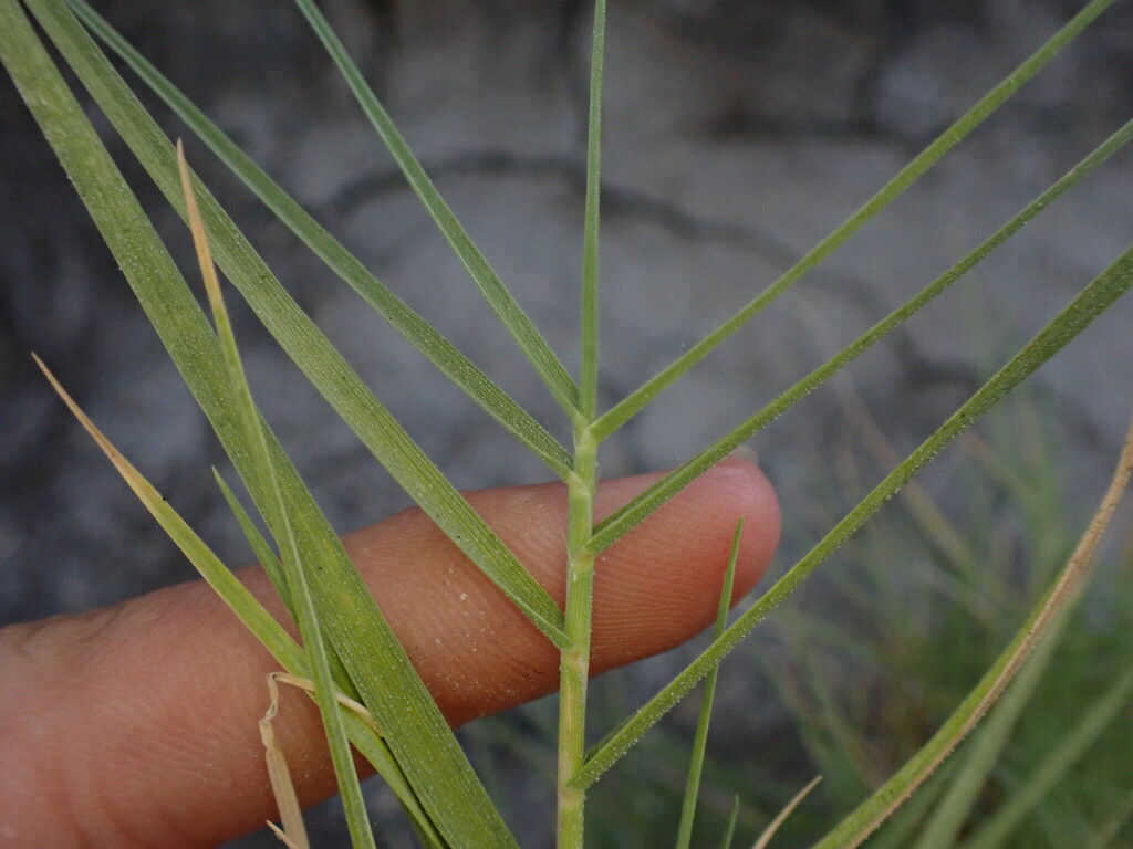 Saltgrass from Springtown, Livermore, CA 94551, USA on July 13, 2023 at ...