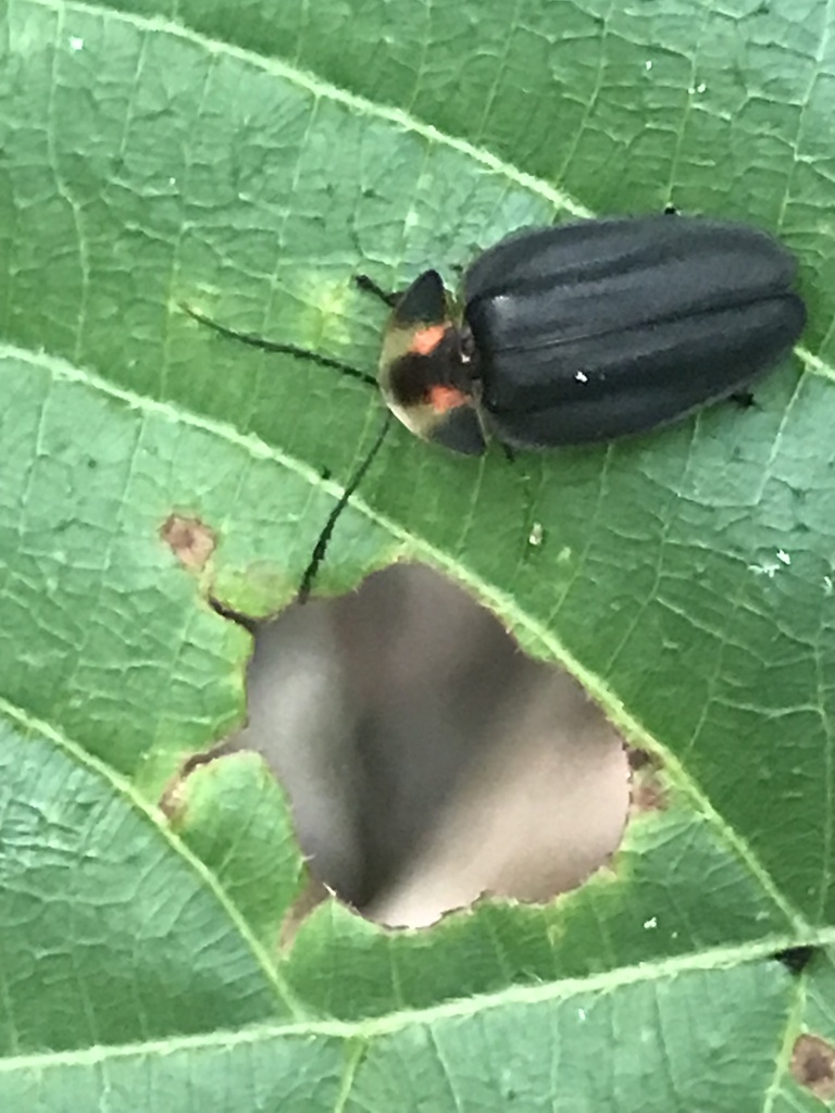 Tenaspis from José María Morelos, Quintana Roo, MX on July 15, 2023 at ...