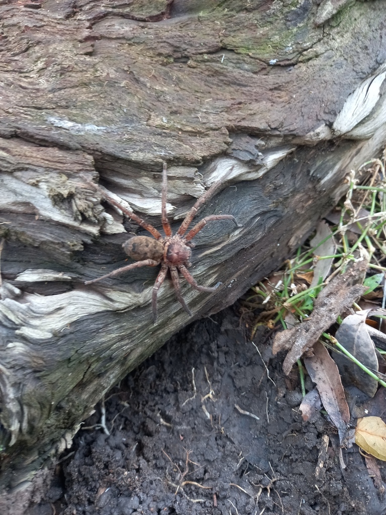 Jungle Huntsman Spider from Brisbane QLD, Australia on August 6, 2022 ...