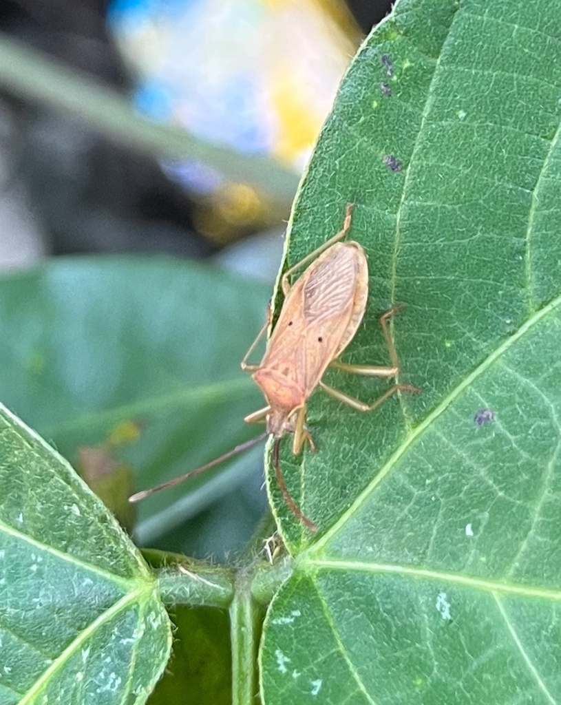 Homoeocerus unipunctatus from 五庄折坂, 宇治市, 京都府, JP on July 16, 2023 at 06 ...