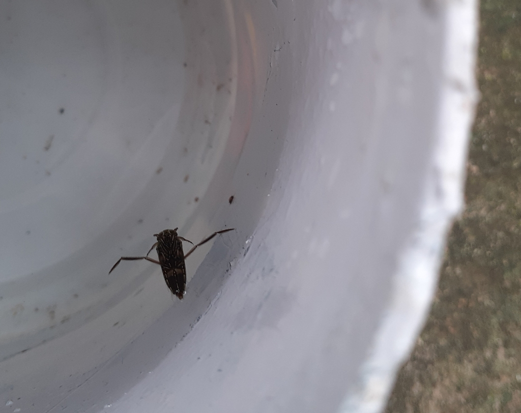 Enithares from Cheruvathur on July 16, 2023 at 03:33 PM by Chandra K ...