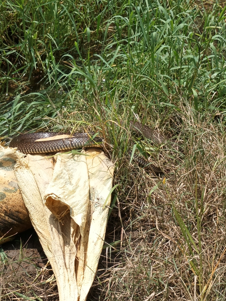Oriental Rat Snake from Dohra, Uttarakhand, India on July 16, 2023 at ...