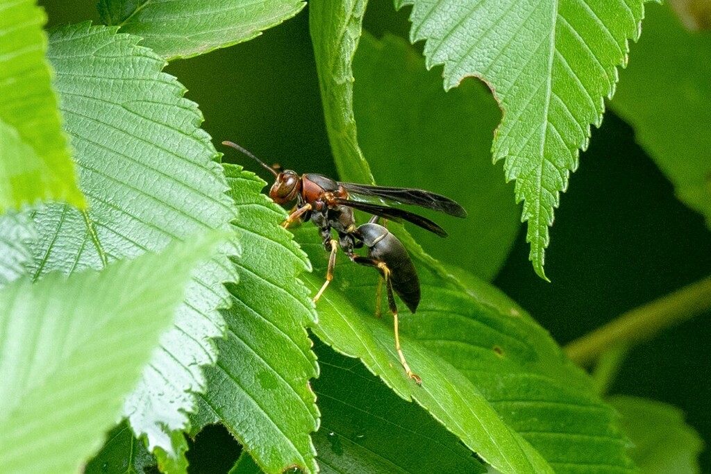 Metric Paper Wasp from Lancaster County, NE, USA on June 30, 2023 at 10 ...