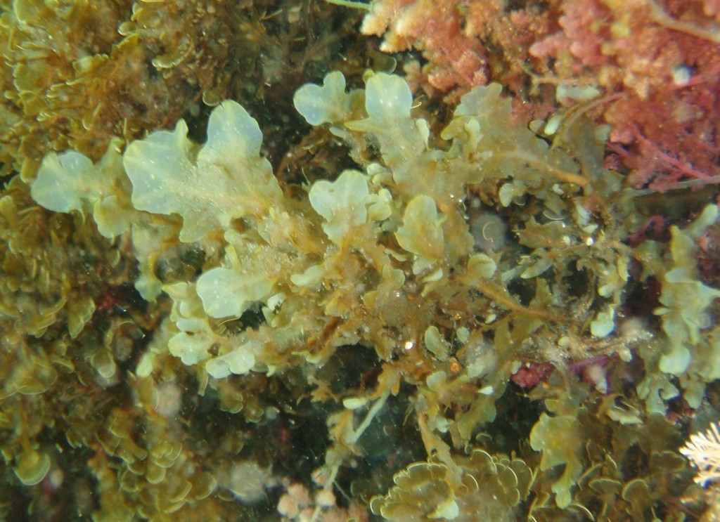 Dictyopteris undulata (Multi-Agency Rocky Intertidal Network ...
