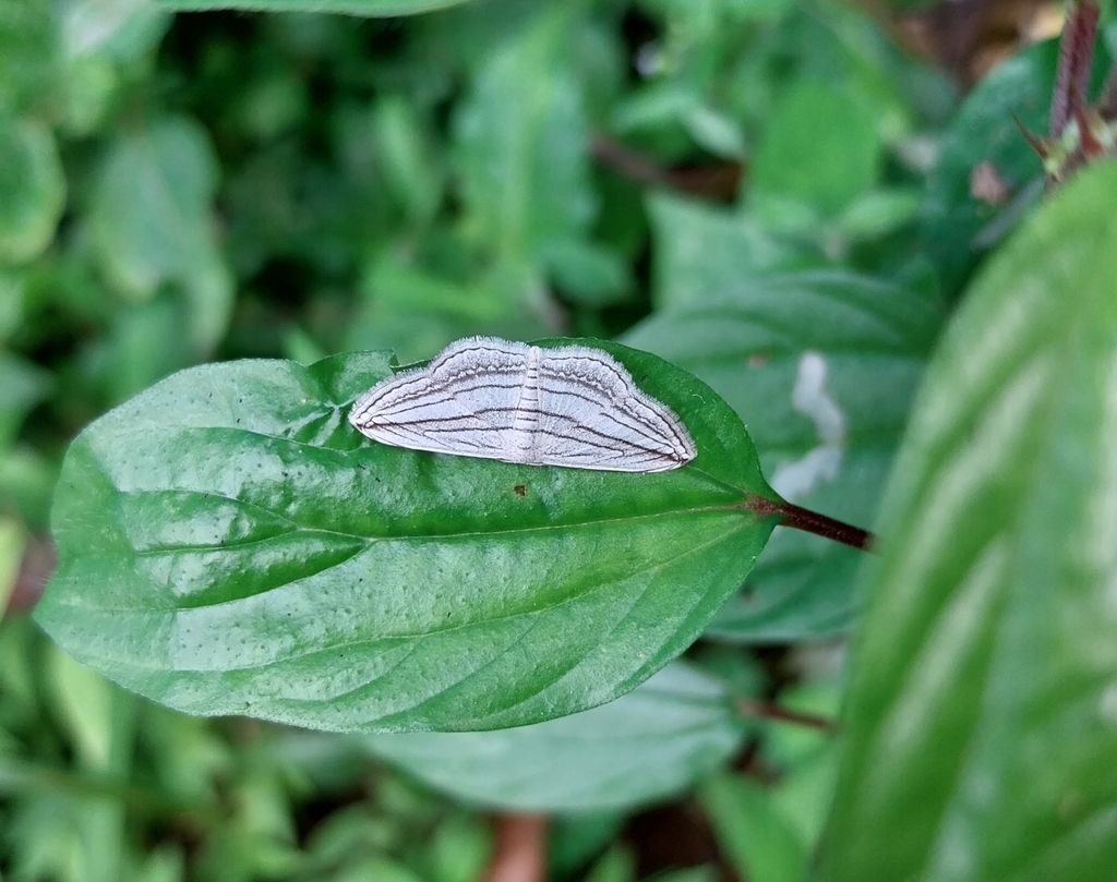 Scopula opicata from Mannuthy Veterinary College on July 16, 2023 at 05 ...