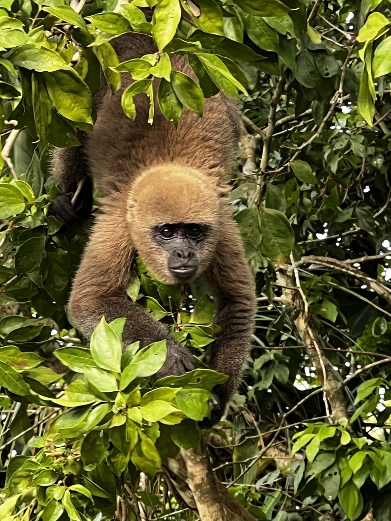 Common Woolly Monkey in July 2023 by Ryan T. Bennett · iNaturalist