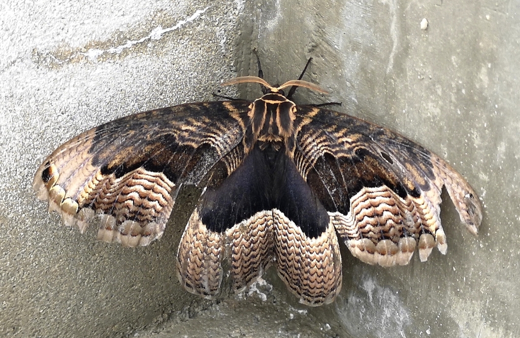 Sino-Korean Owl Moth from Gajo-myeon on July 16, 2023 at 06:07 PM by ...