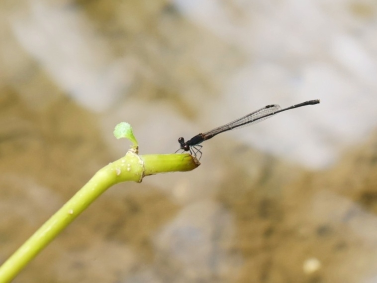 Black Threadtail from Lion's Nature Education Centre on July 16, 2023 ...