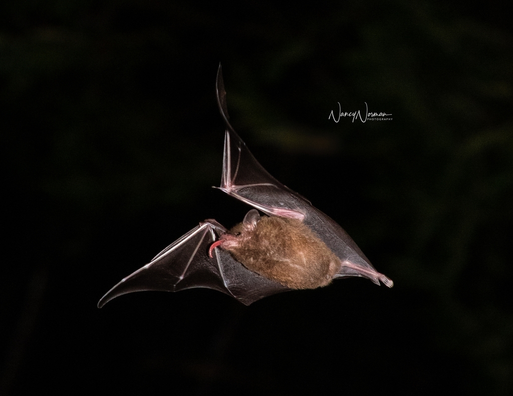 Pallas's Long-tongued Bat from Spring Hill Estate, PO Box 4710, Arima ...