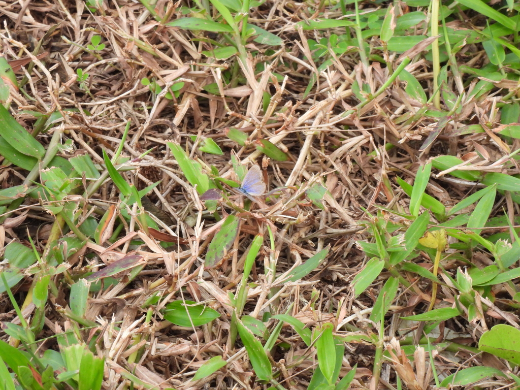 Lesser Grass Blue from Changi, Singapore on July 16, 2023 at 03:33 PM ...