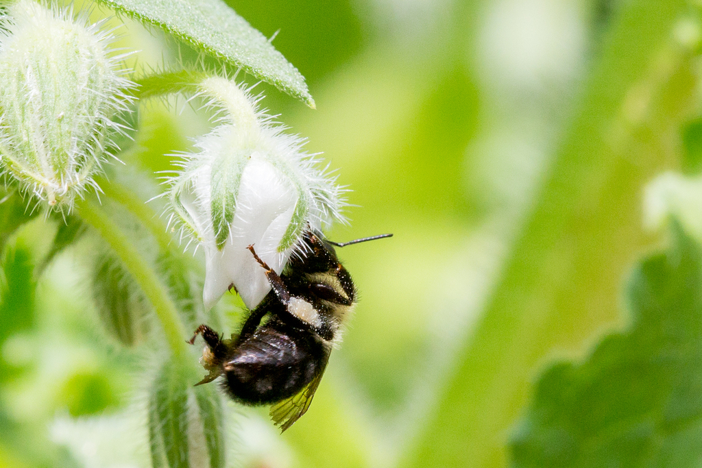 Bumble Bees from Washington County, VT, USA on July 15, 2023 at 01:34 ...