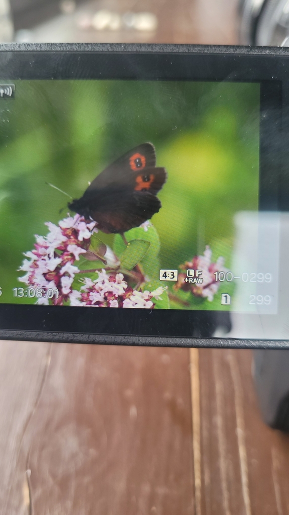 Scotch Argus from Steibis, 87534 Oberstaufen, Deutschland on July 16 ...