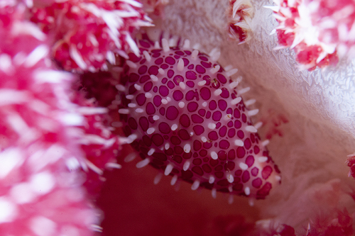 Diminovula punctata · iNaturalist