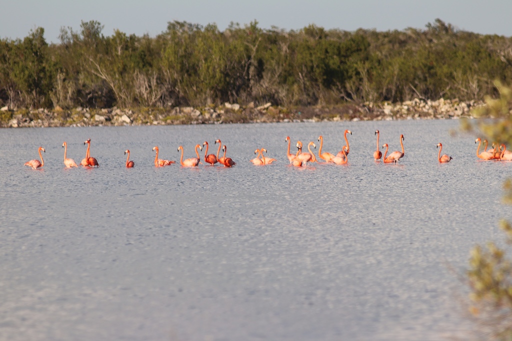 American Flamingo from Great Inagua Island, , Bahamas, BS on January 9 ...