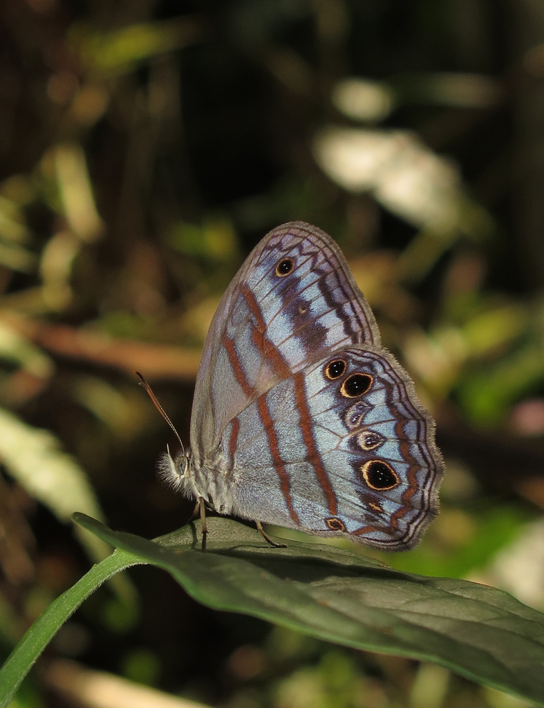 Blue-gray Satyr from Moyobamba Province, Peru on September 25, 2018 at ...