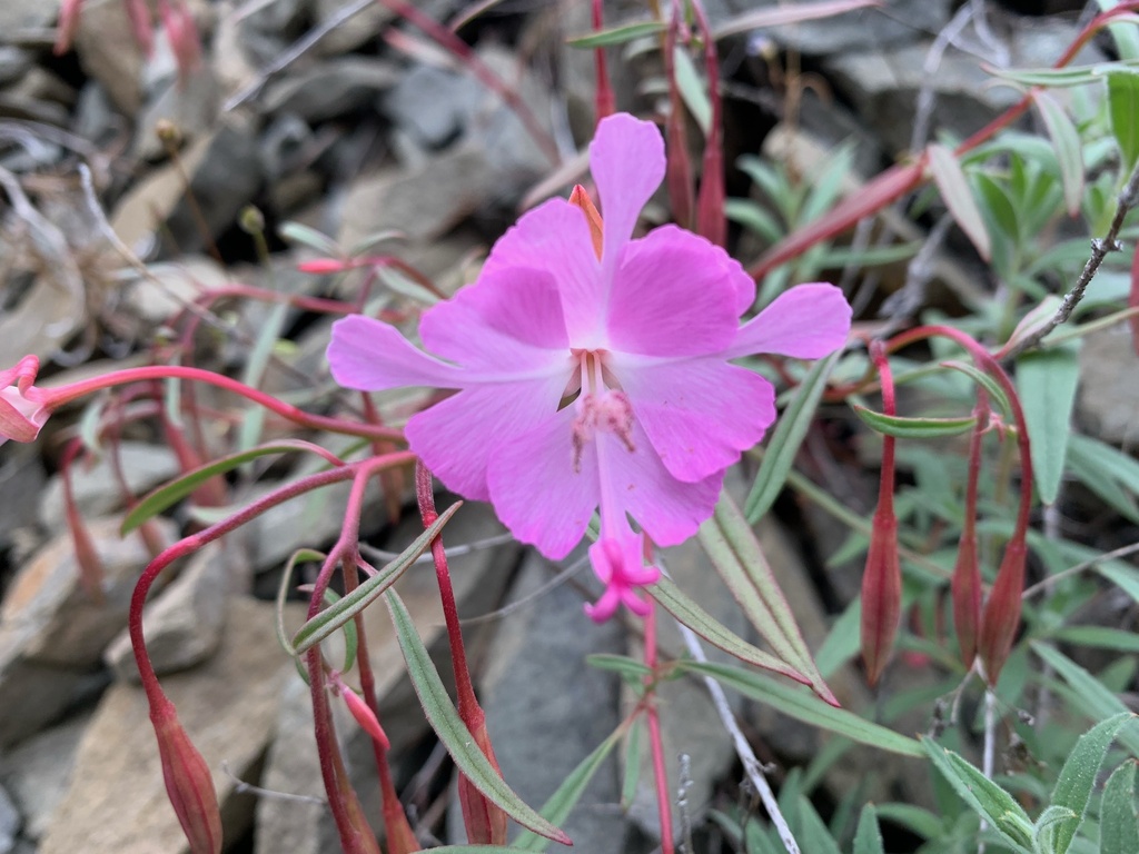 fairy fans in May 2023 by heyfrench · iNaturalist