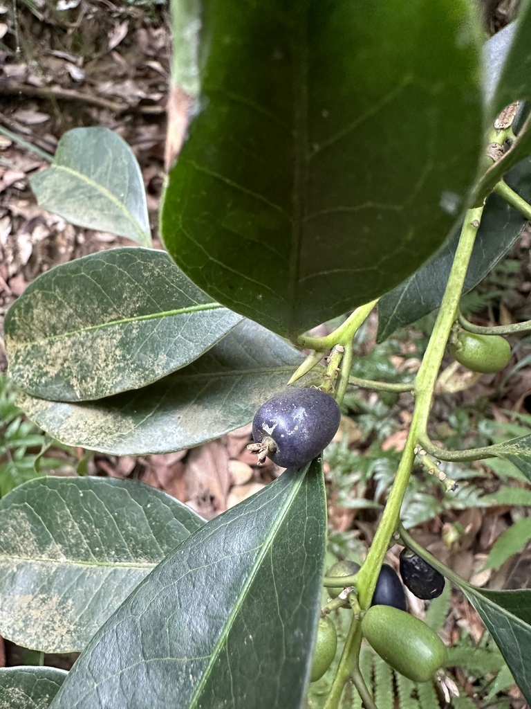 Symplocos lucida from 龍虎山郊野公園, 薄扶林, 香港, HK on July 16, 2023 at 03:58 PM ...