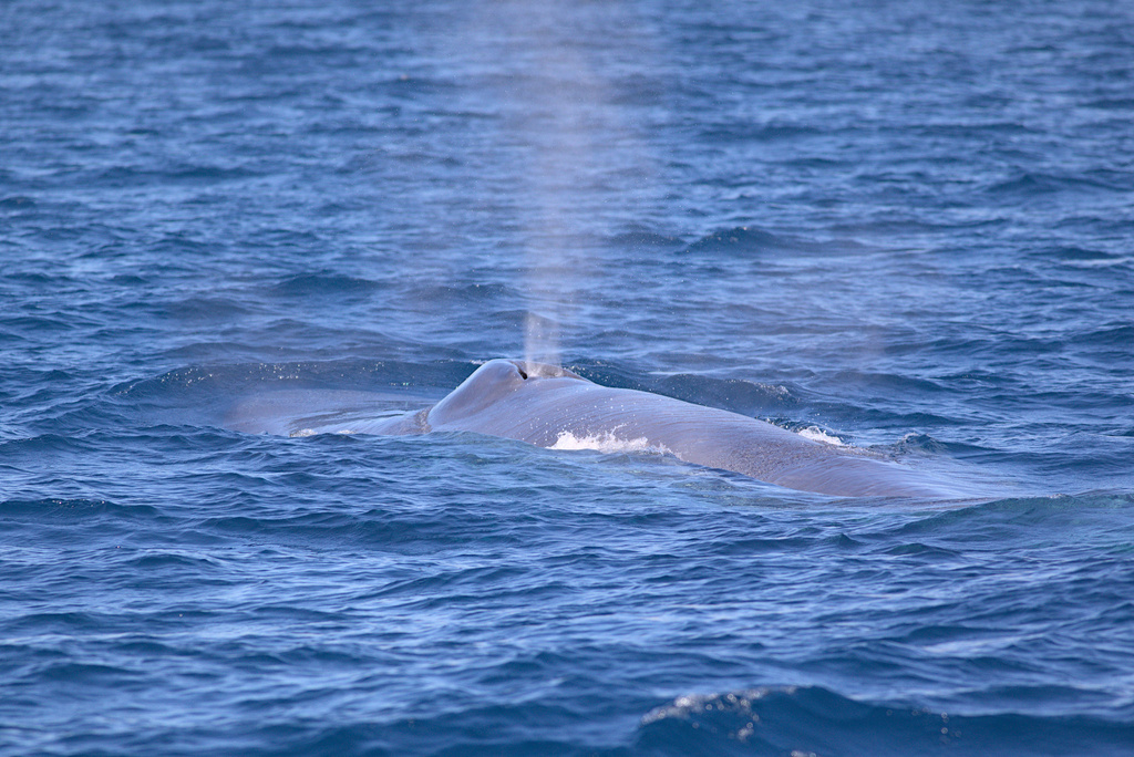 Blue Whale in July 2023 by Graham Montgomery · iNaturalist