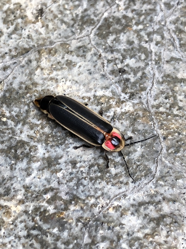 Common Eastern Firefly from Pinecrest Dr, Delaware, OH, US on July 15 ...