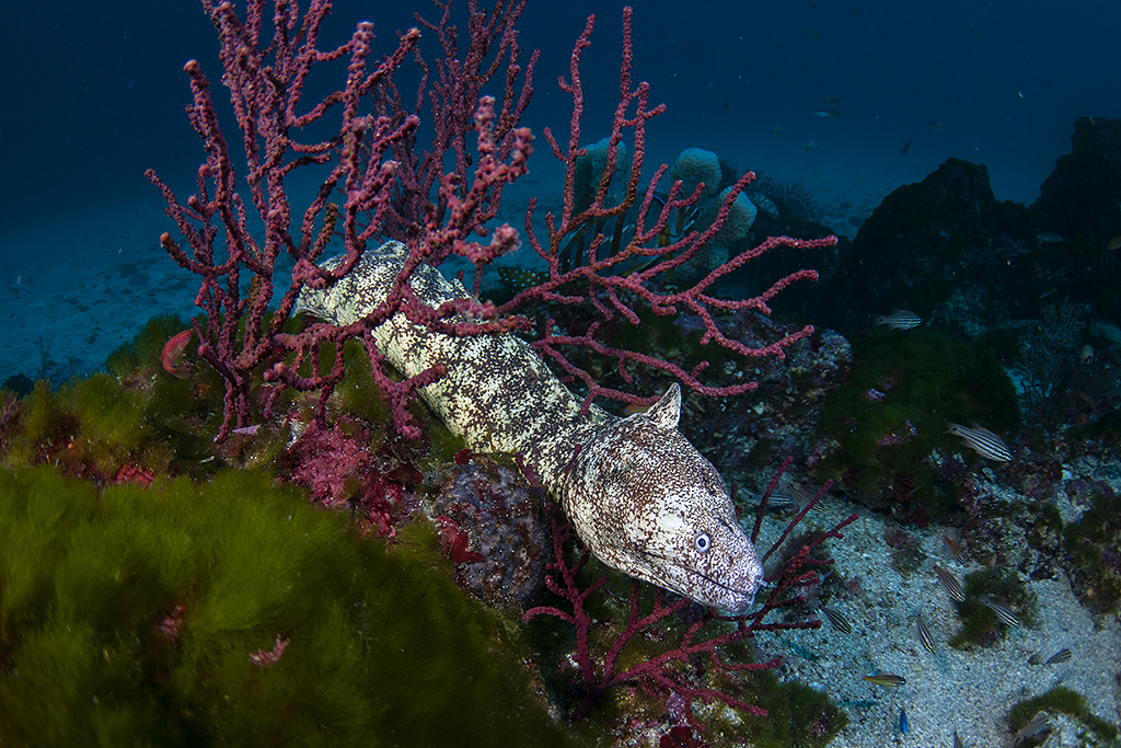 Kidako Moray (Gymnothorax kidako) - Marine Life Identification
