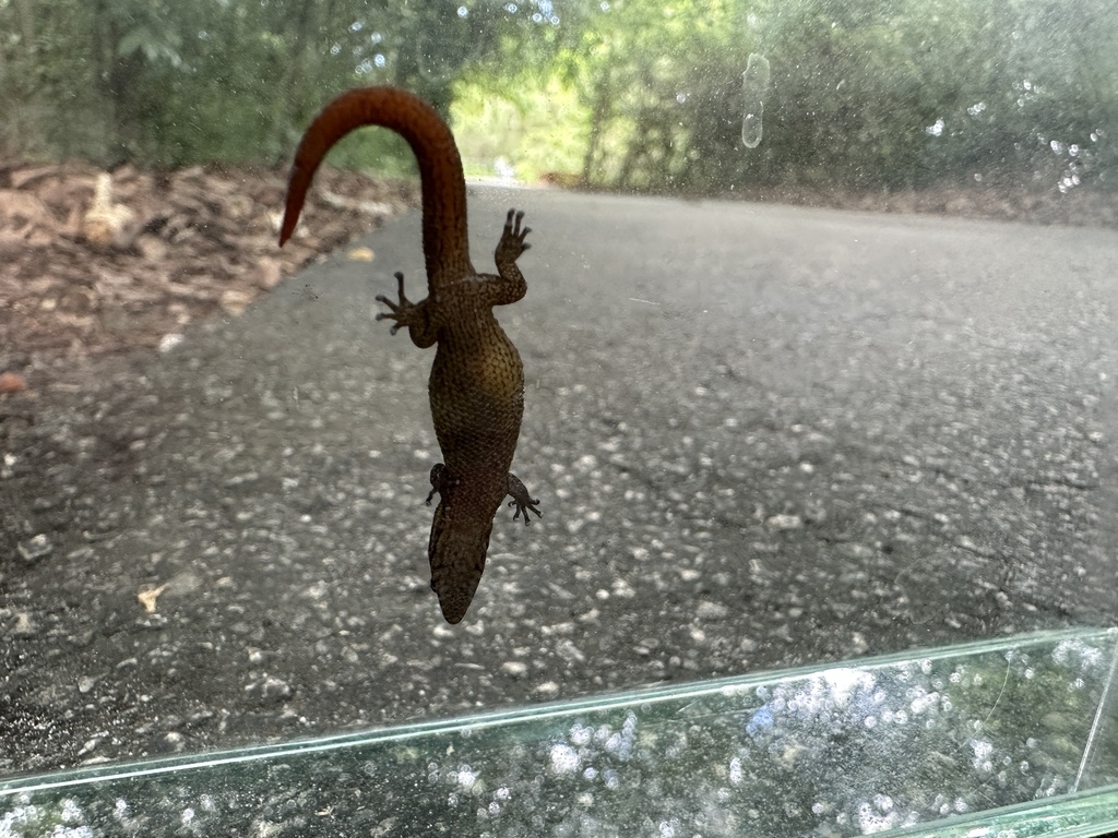 Reef Gecko from Deering Estate, Palmetto Bay, FL, US on July 1, 2023 at ...