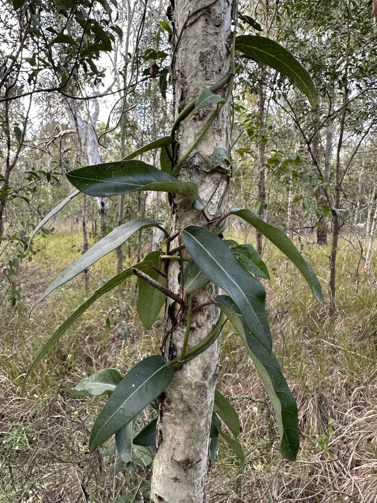 Common Silkpod from Deagon Wetlands Reserve, Sandgate, QLD, AU on July ...