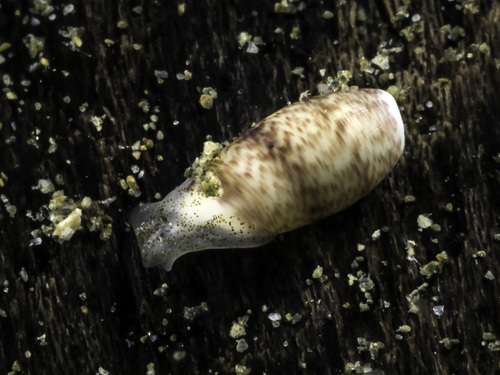 Mnestia villica · iNaturalist