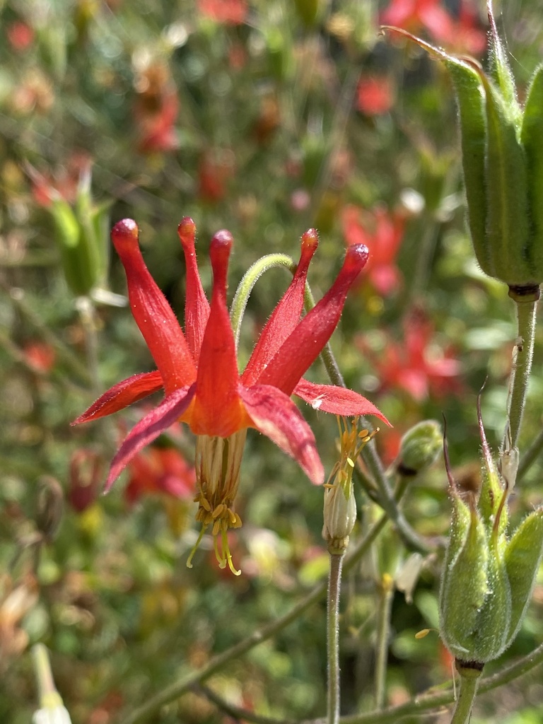 western columbine from Arcata Marsh and Wildlife Sanctuary, Arcata, CA ...
