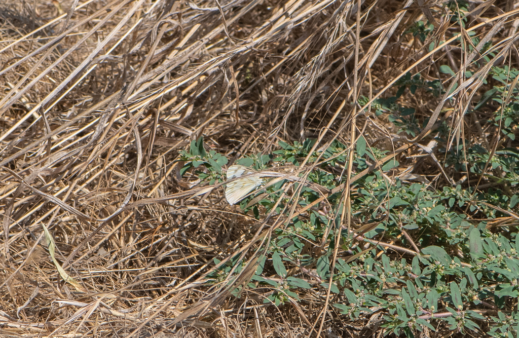 Checkered White from Los Angeles, CA, USA on July 16, 2023 at 10:16 AM ...