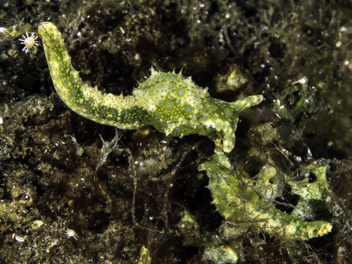 Oxynoe jordani · iNaturalist