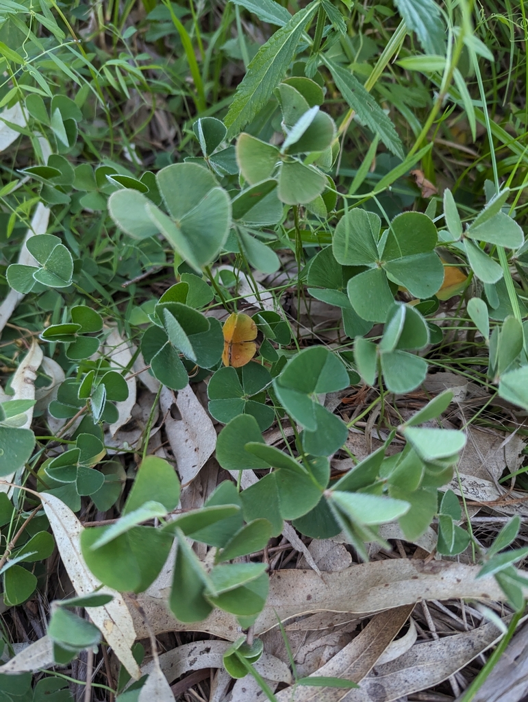 Helicopter Ferns from Leslie QLD 4370, Australia on June 24, 2023 at 04 ...