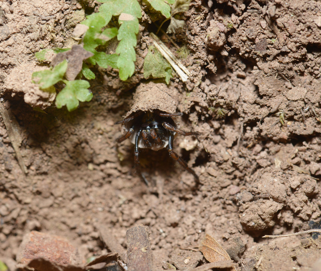 Goldeneye Wafer-lid Spiders from Redenção, PA, Brasil on July 6, 2023 ...
