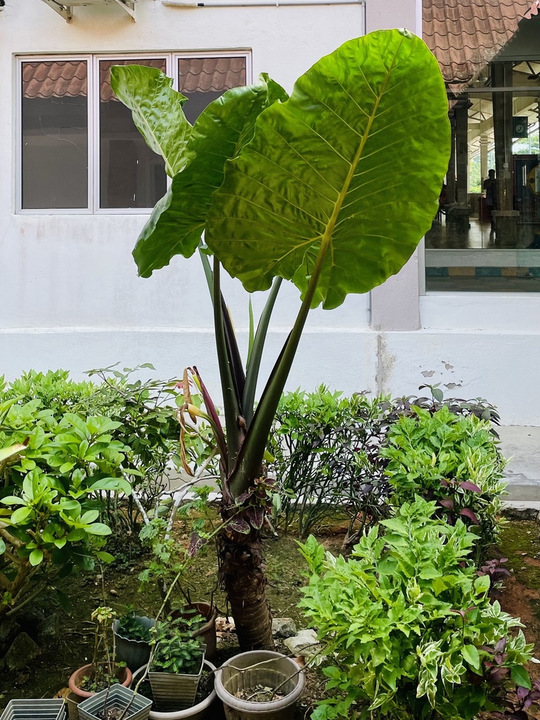 giant taro from Gunung Rapat, Ipoh, Perak, MY on June 27, 2023 at 10:40 ...